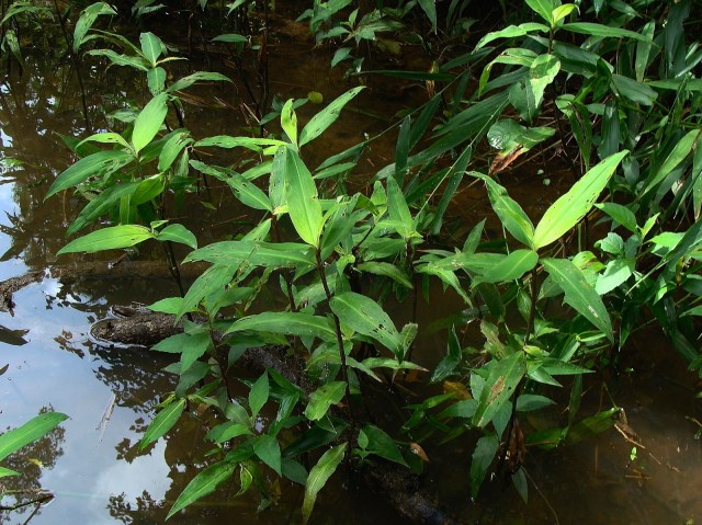 Know Your Natives – Virginia Dayflower | Arkansas Native Plant Society