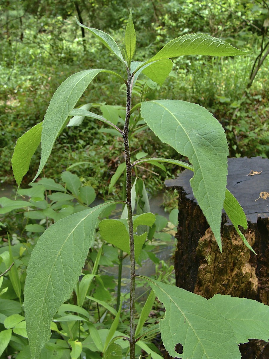 Know Your Natives – Yellow wingstem | Arkansas Native Plant Society