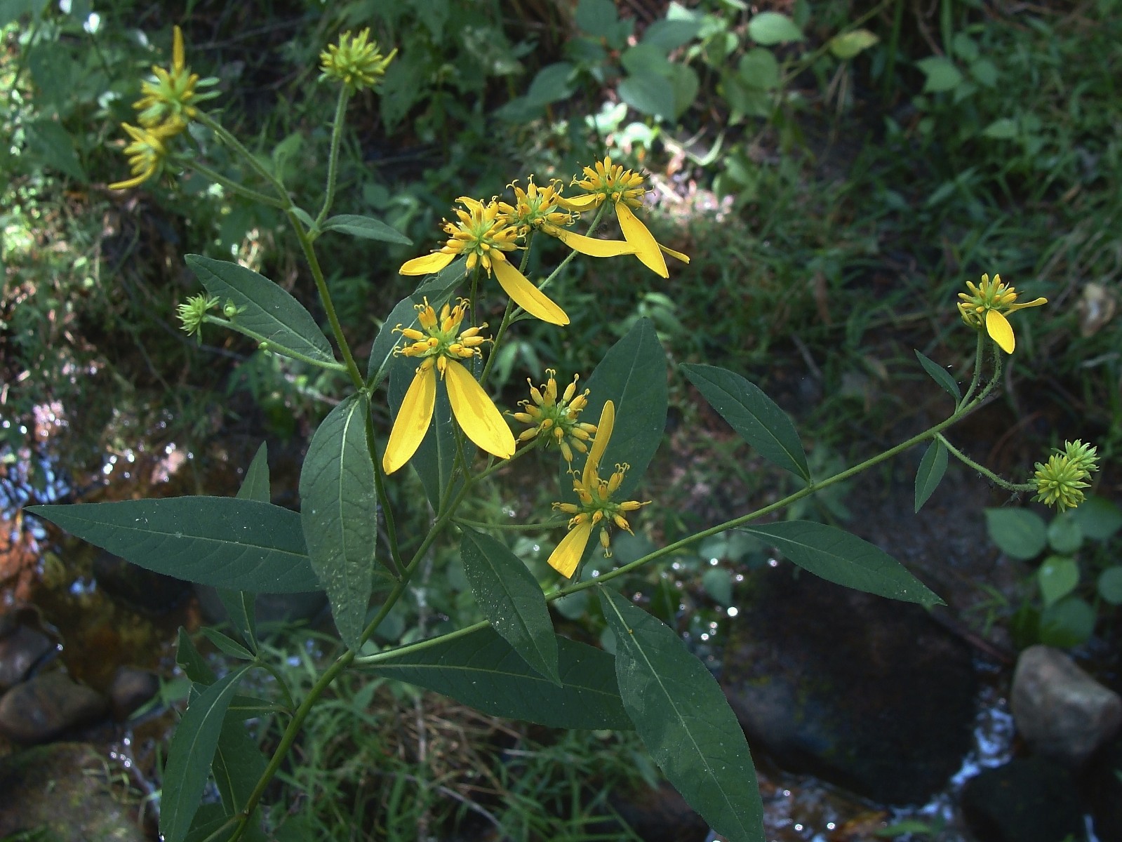 Know Your Natives – Yellow wingstem | Arkansas Native Plant Society