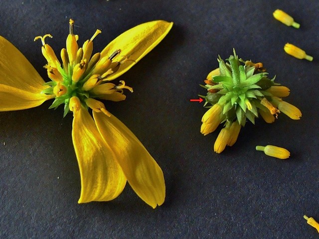 Know Your Natives – Yellow wingstem | Arkansas Native Plant Society