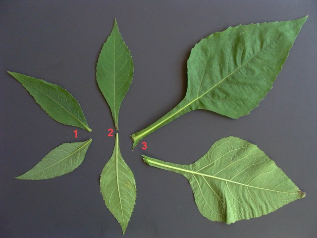 Know Your Natives – Yellow wingstem | Arkansas Native Plant Society