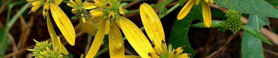 Know Your Natives – Yellow wingstem | Arkansas Native Plant Society