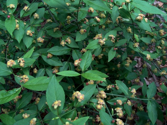 Know Your Natives – Strawberry Bush | Arkansas Native Plant Society