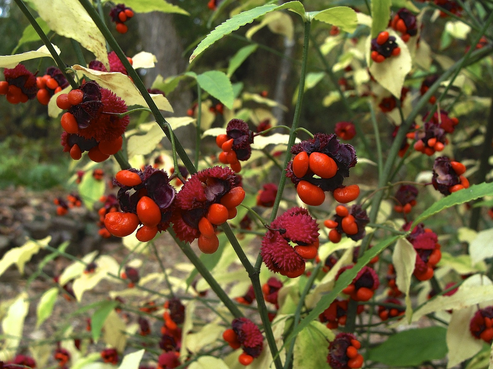 Know Your Natives – Strawberry Bush | Arkansas Native Plant Society