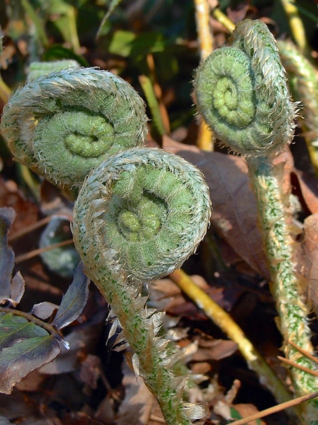 Know Your Natives – Christmas Fern | Arkansas Native Plant Society