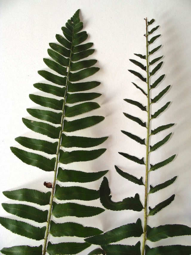 Know Your Natives – Christmas Fern | Arkansas Native Plant Society