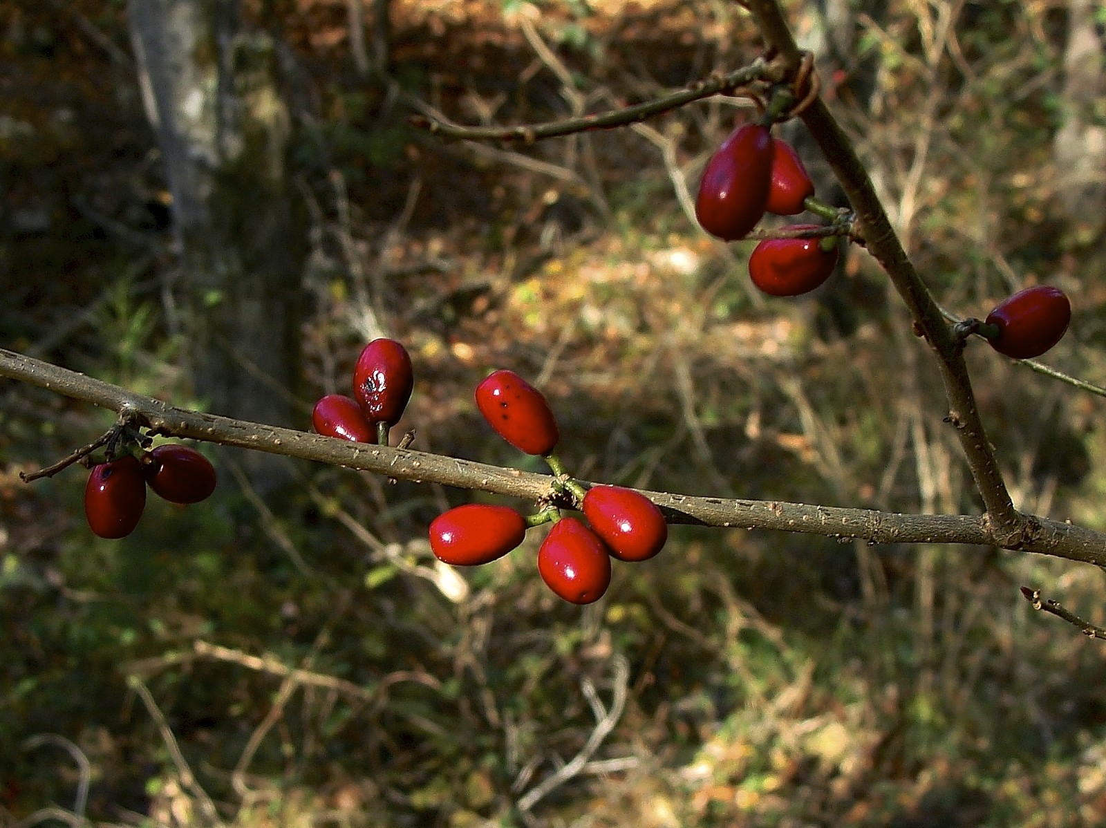 Know Your Natives – Spicebush | Arkansas Native Plant Society