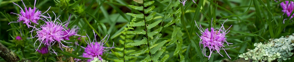 Liatris compacta | Arkansas Native Plant Society