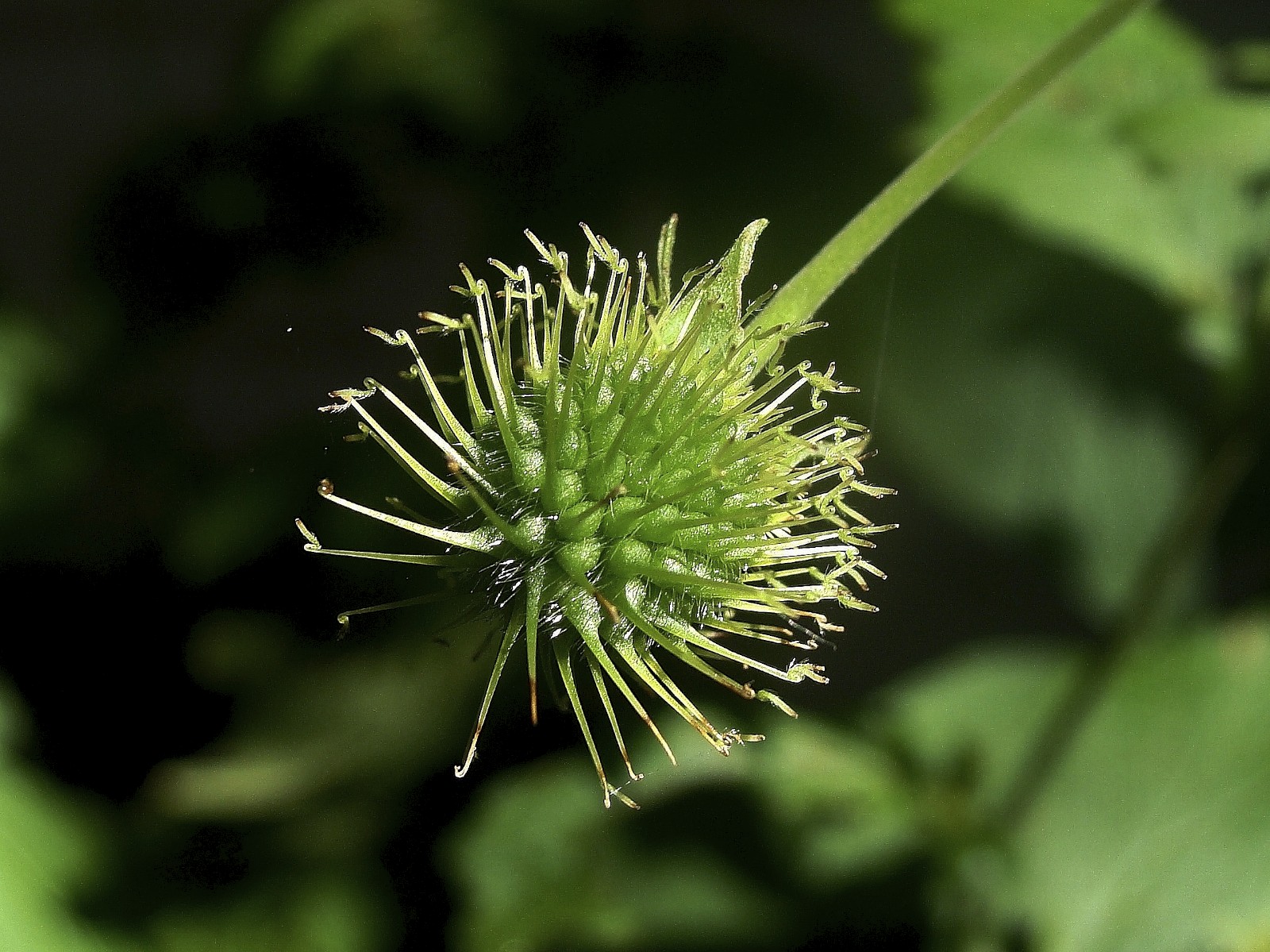 Know Your Natives – White avens | Arkansas Native Plant Society