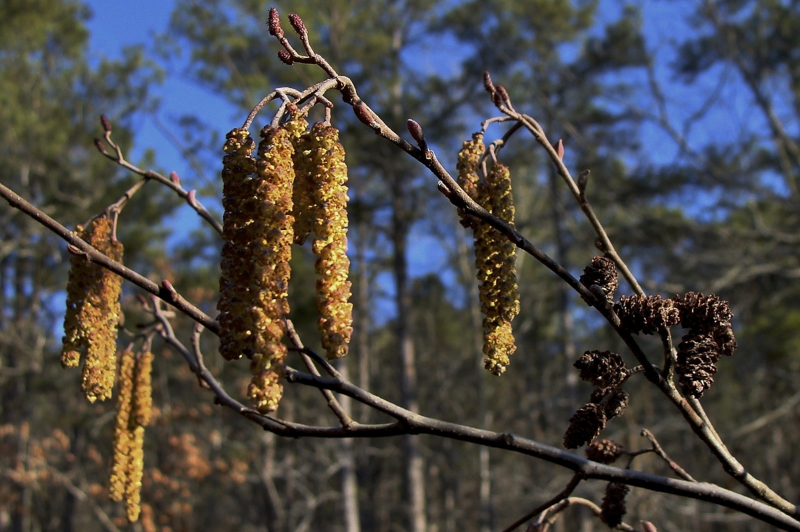 Arkansas Native Plants – Shrubs | Arkansas Native Plant Society
