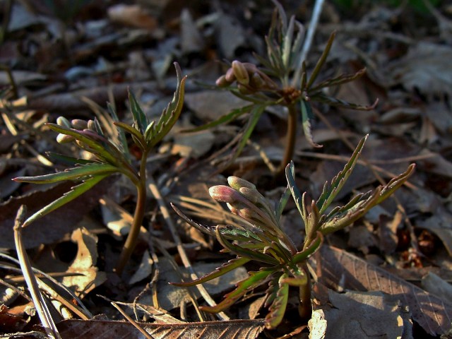 Know Your Natives – Cut-Leaf Toothwort | Arkansas Native Plant Society