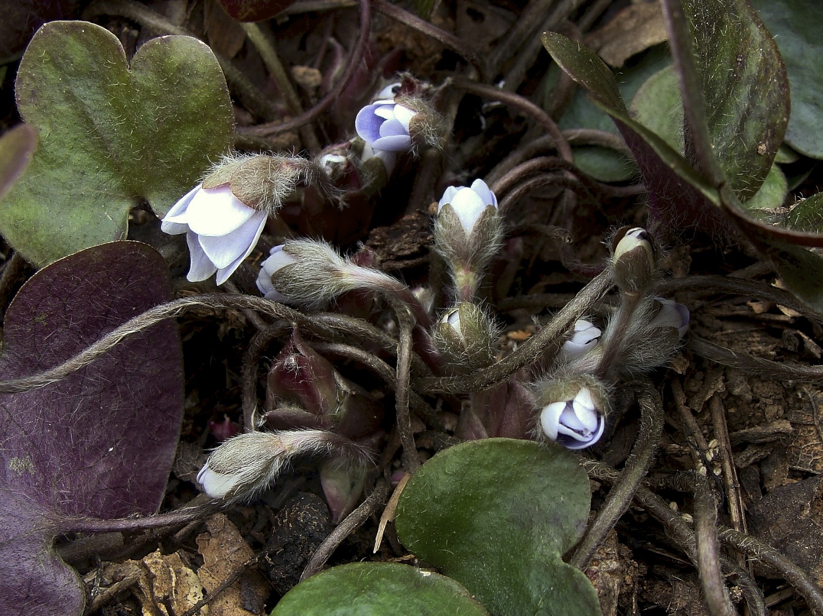 Know Your Natives – Round-Lobe Hepatica | Arkansas Native Plant Society