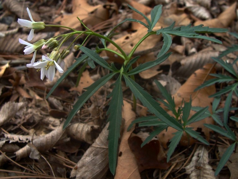 Know Your Natives – Cut-Leaf Toothwort | Arkansas Native Plant Society