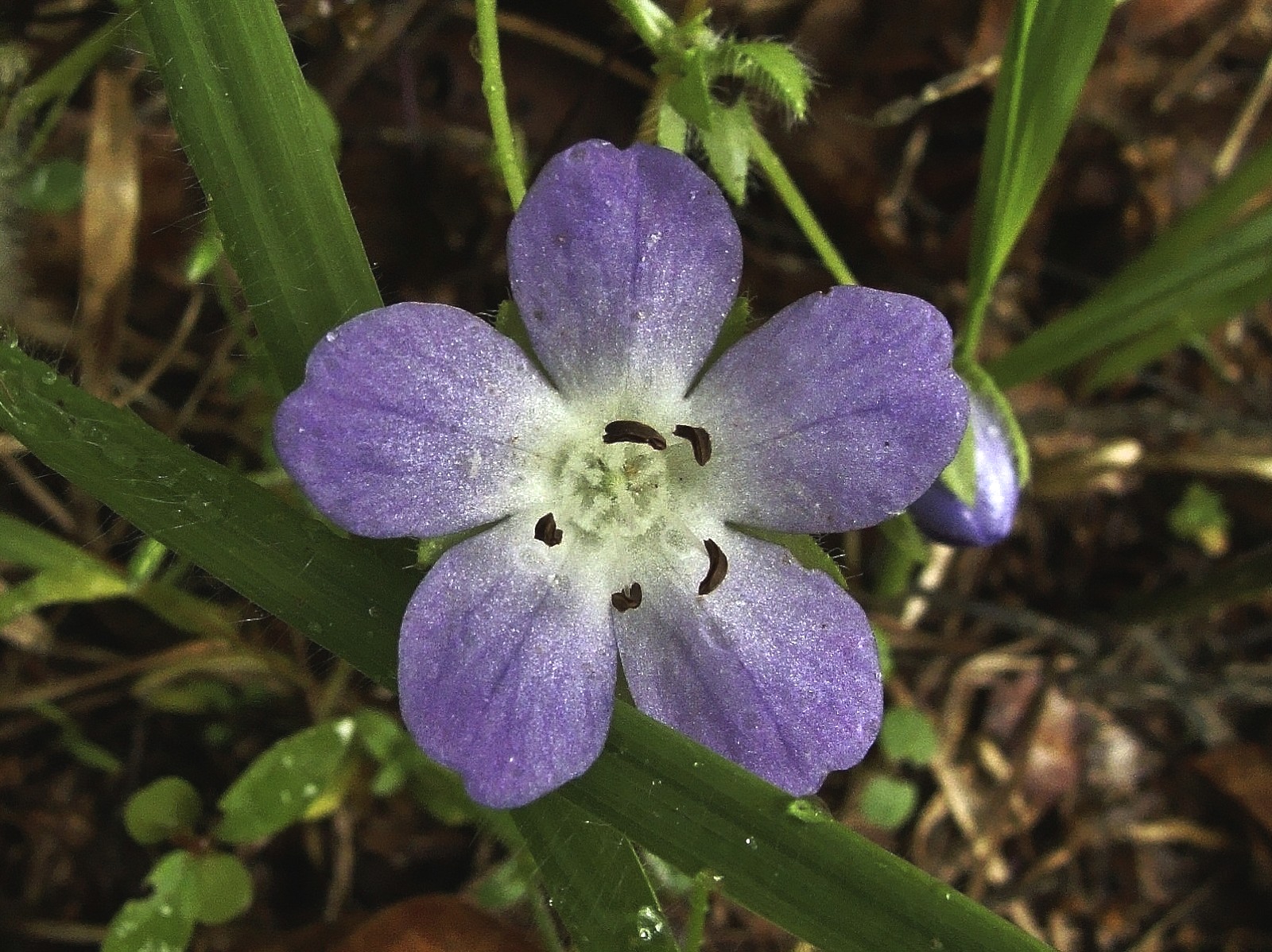 Arkansas Native Plants – Pink/Purple Flowers | Arkansas Native Plant ...
