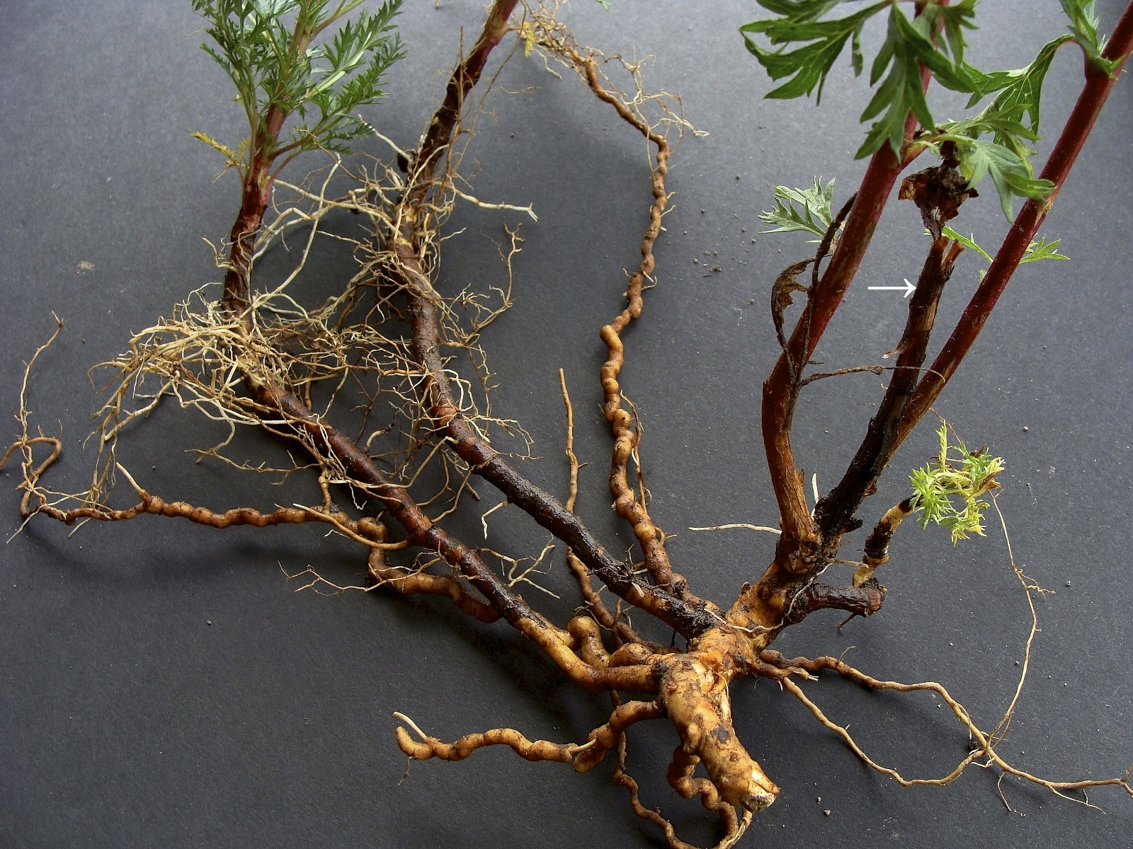 Know Your Natives – American Ipecac | Arkansas Native Plant Society