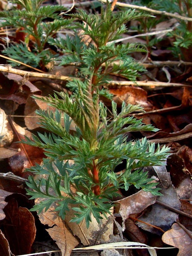 Know Your Natives – American Ipecac | Arkansas Native Plant Society