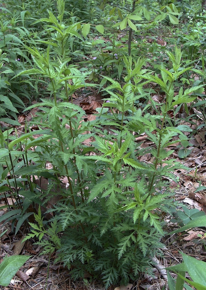 Know Your Natives – American Ipecac | Arkansas Native Plant Society