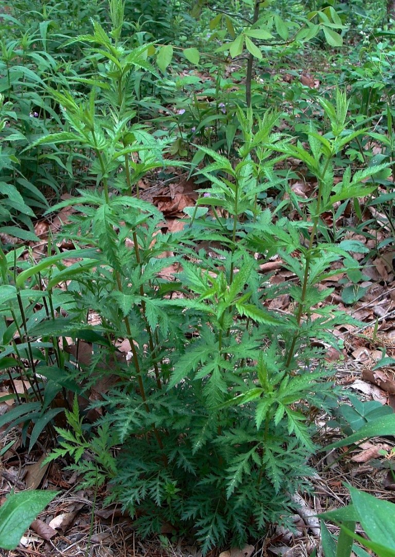 Know Your Natives – American Ipecac | Arkansas Native Plant Society