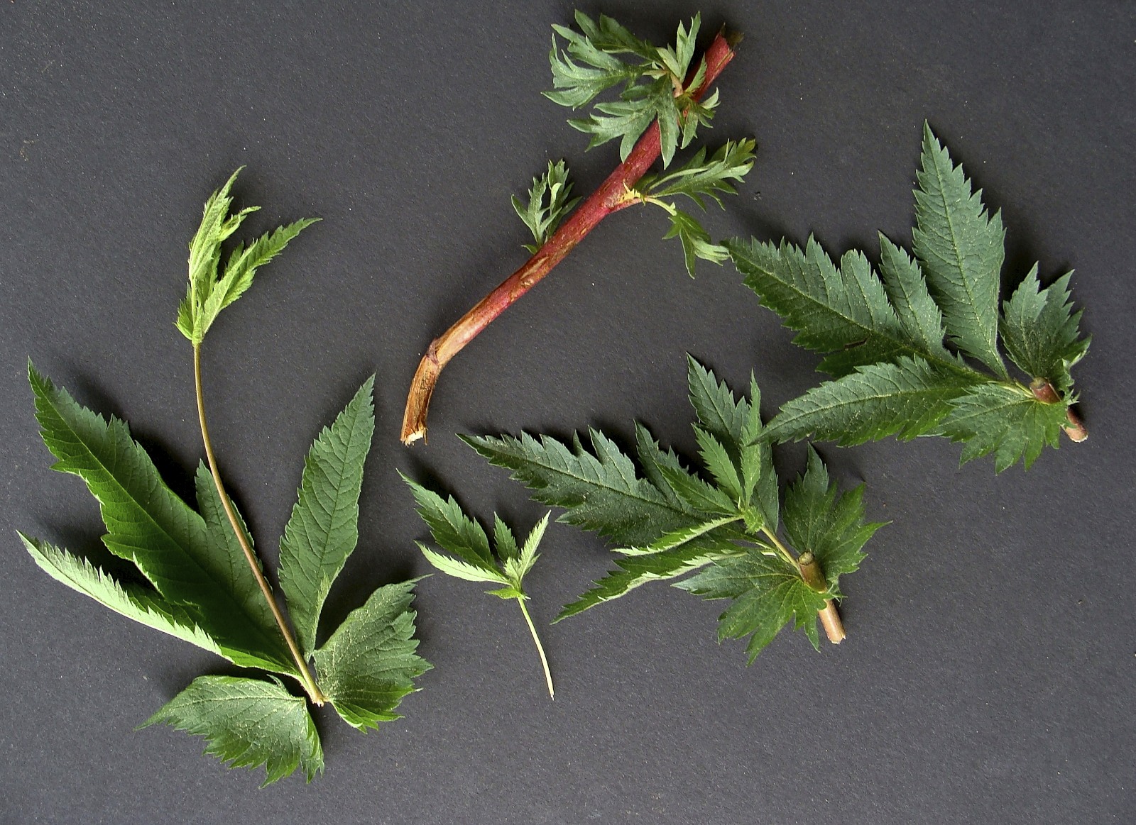 Know Your Natives – American Ipecac | Arkansas Native Plant Society