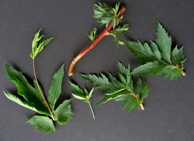 Know Your Natives – American Ipecac | Arkansas Native Plant Society