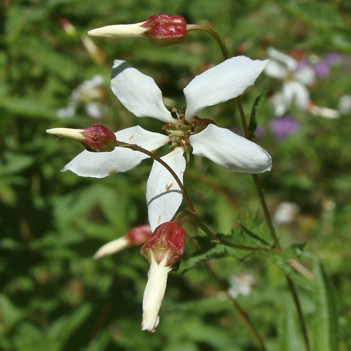 Know Your Natives – American Ipecac | Arkansas Native Plant Society