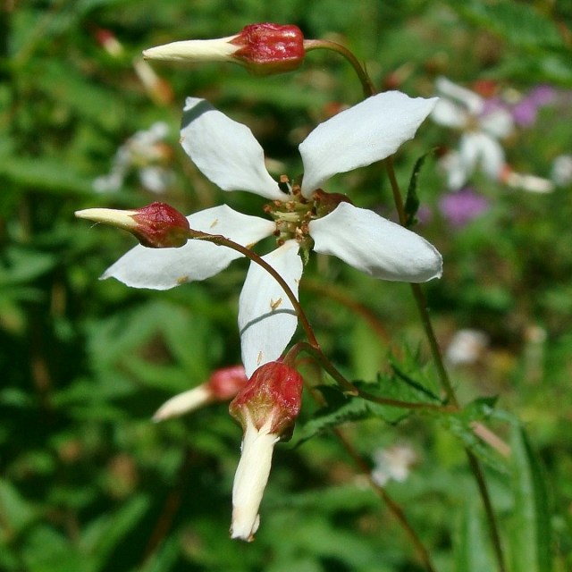 Know Your Natives – American Ipecac | Arkansas Native Plant Society