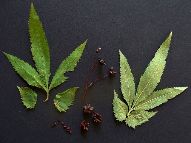 Know Your Natives – American Ipecac | Arkansas Native Plant Society