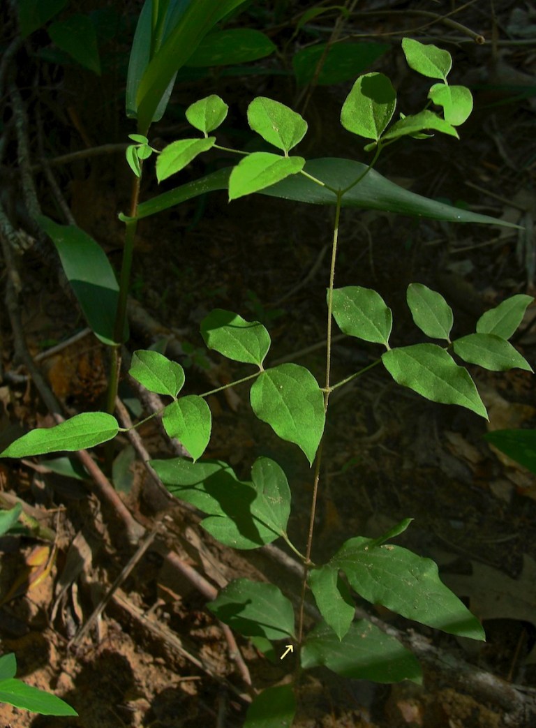 Know Your Natives – Net-leaf Leather-flower | Arkansas Native Plant Society