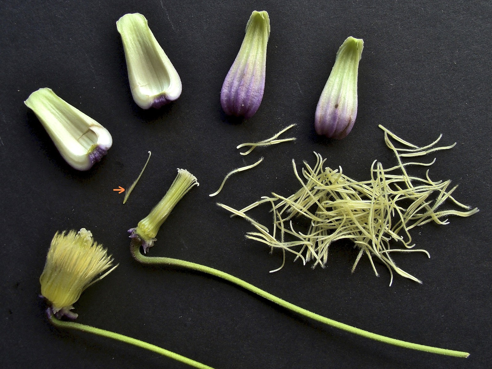 Know Your Natives – Net-leaf Leather-flower | Arkansas Native Plant Society