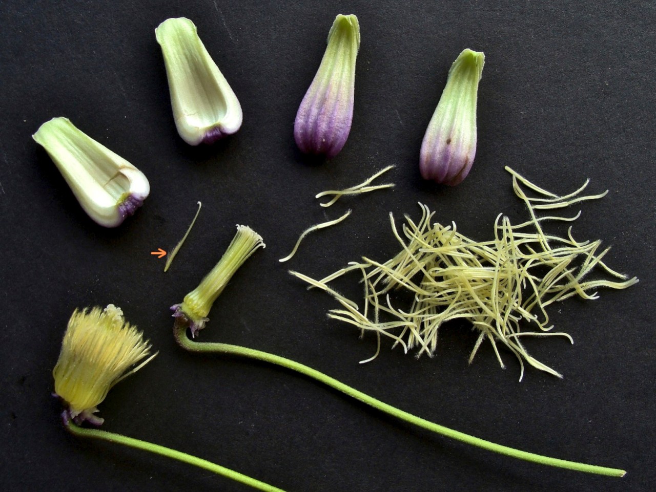 Know Your Natives – Net-leaf Leather-flower | Arkansas Native Plant Society