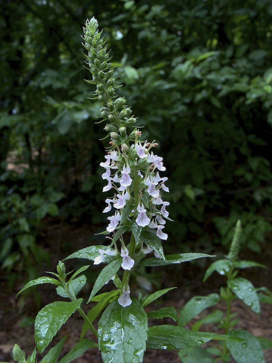 Know Your Natives – American Germander | Arkansas Native Plant Society
