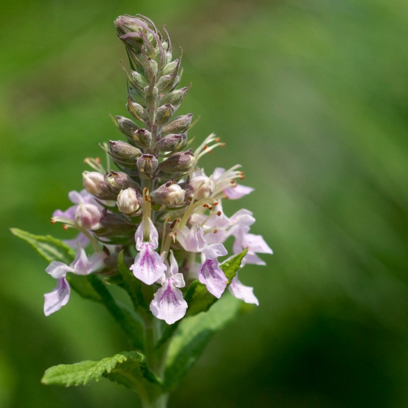 Arkansas Native Plants – Pink/Purple Flowers | Arkansas Native Plant ...