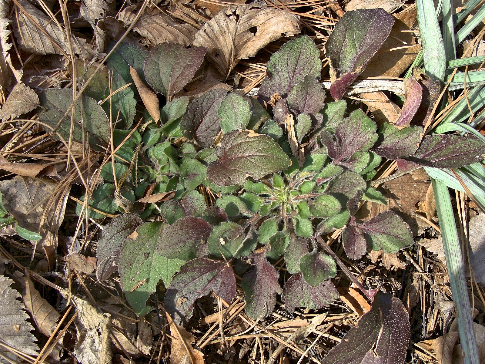 Know Your Natives – Brown-Eyed Susan | Arkansas Native Plant Society