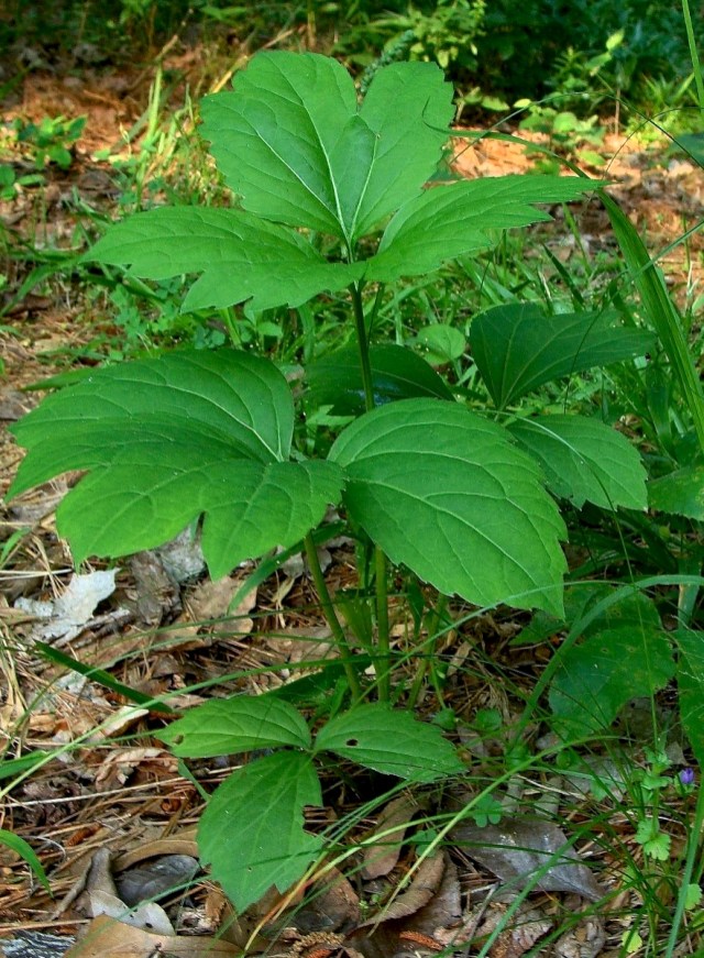Know Your Natives – Cut-Leaf Coneflower | Arkansas Native Plant Society