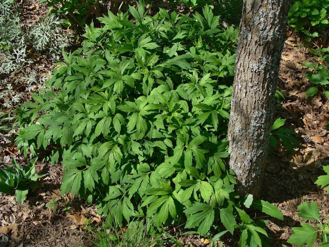 Know Your Natives – Cut-Leaf Coneflower | Arkansas Native Plant Society