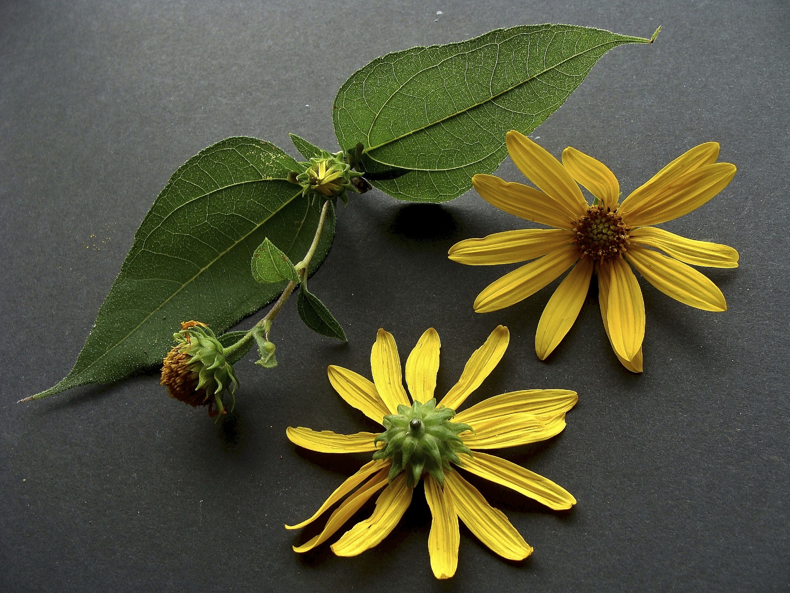 Arkansas Native Plants – Yellow Flowers | Arkansas Native Plant Society