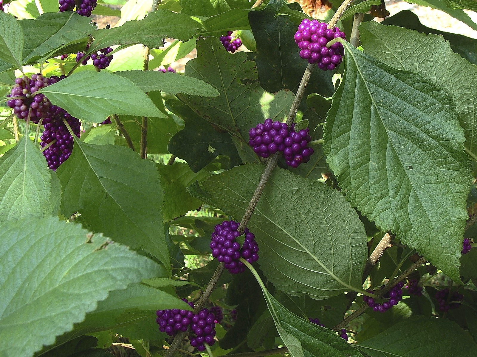 Know Your Natives – Beautyberry | Arkansas Native Plant Society