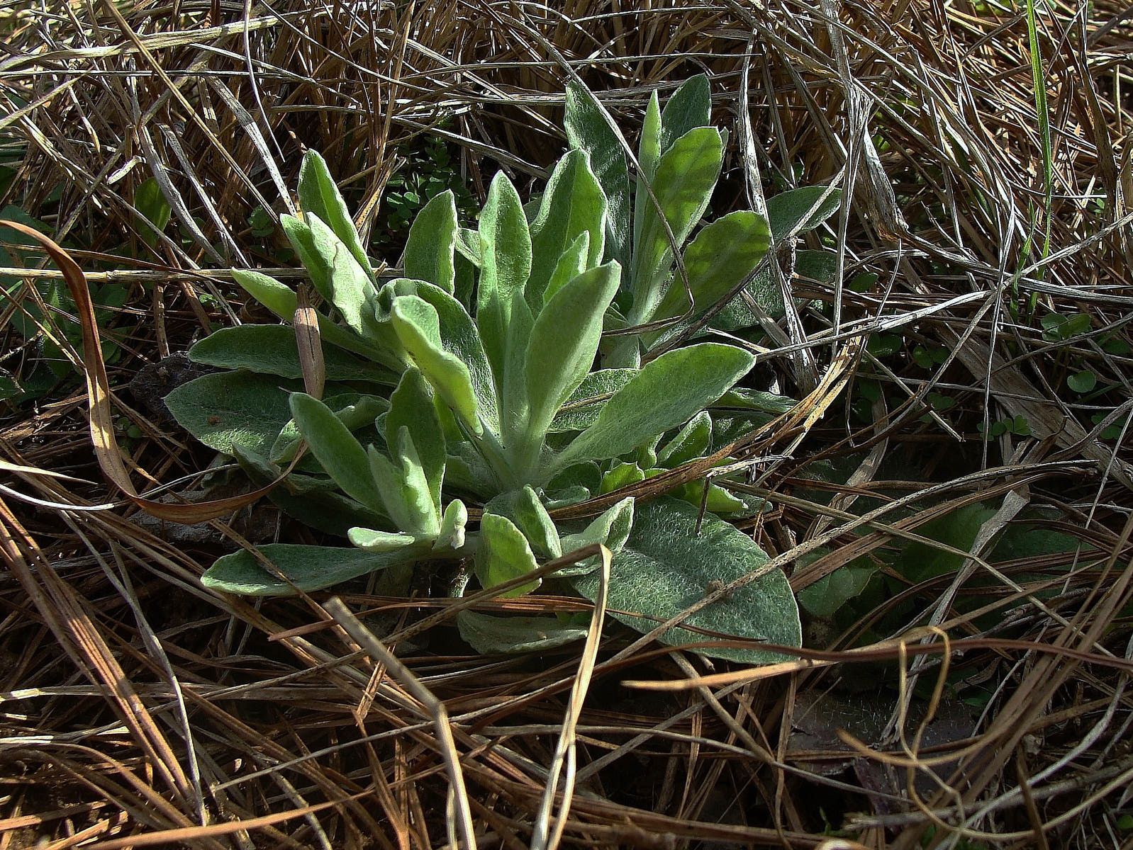 Know Your Natives – Sweet Everlasting | Arkansas Native Plant Society