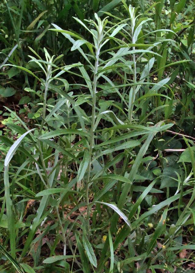 Know Your Natives – Sweet Everlasting | Arkansas Native Plant Society