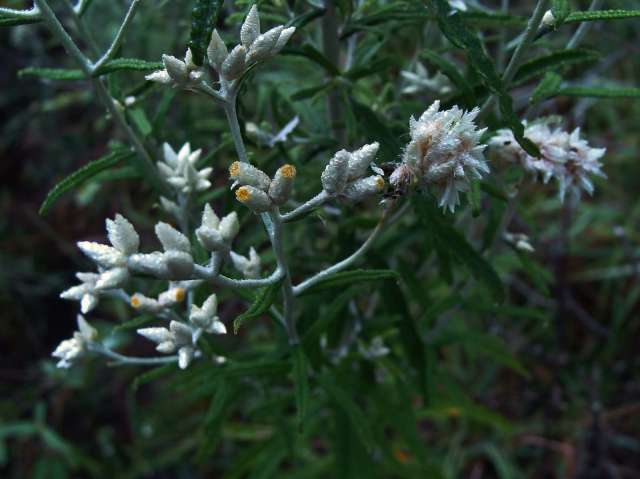 Know Your Natives – Sweet Everlasting | Arkansas Native Plant Society
