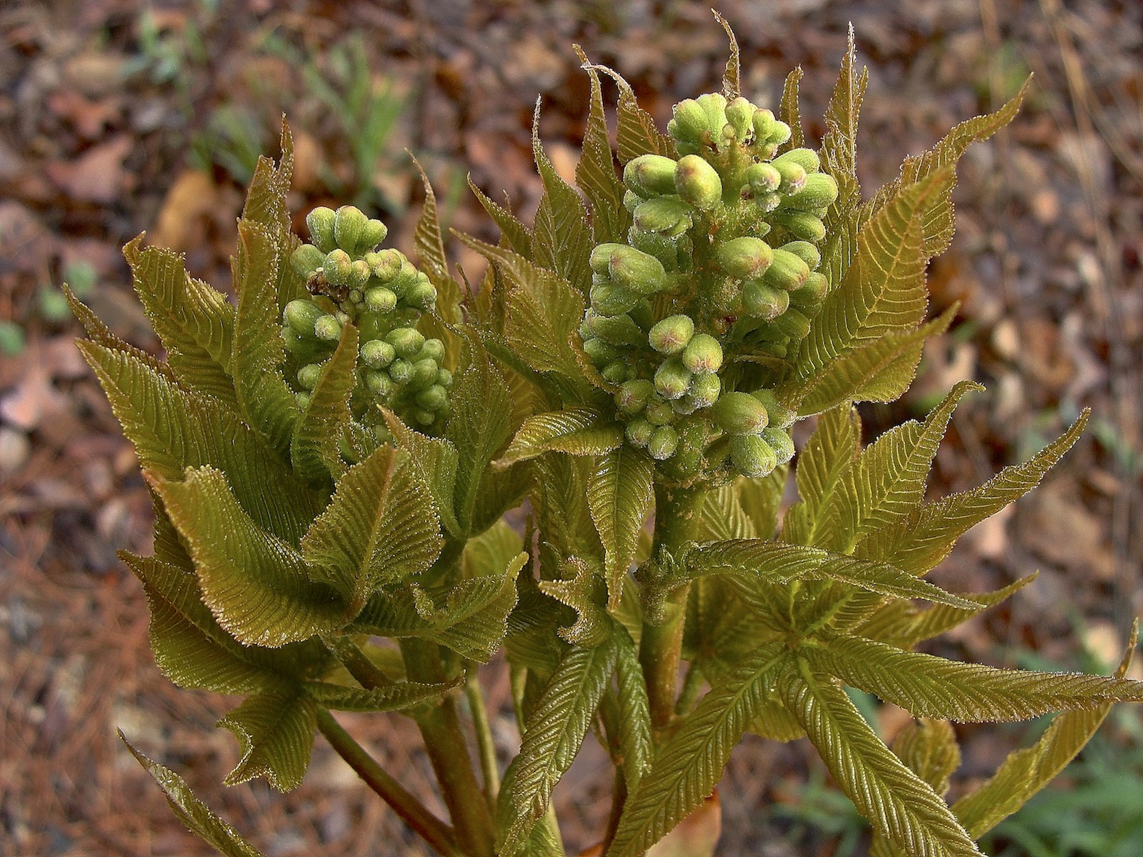 Know Your Natives – Ohio Buckeye | Arkansas Native Plant Society