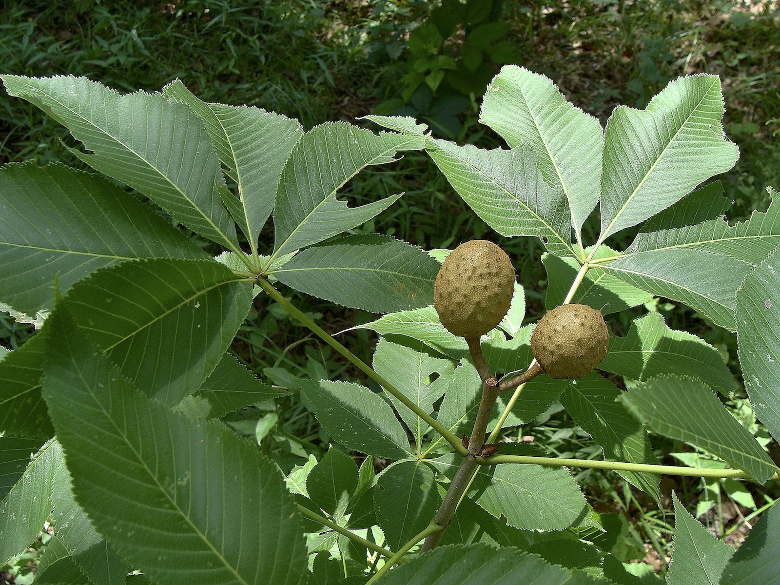 Know Your Natives – Ohio Buckeye | Arkansas Native Plant Society