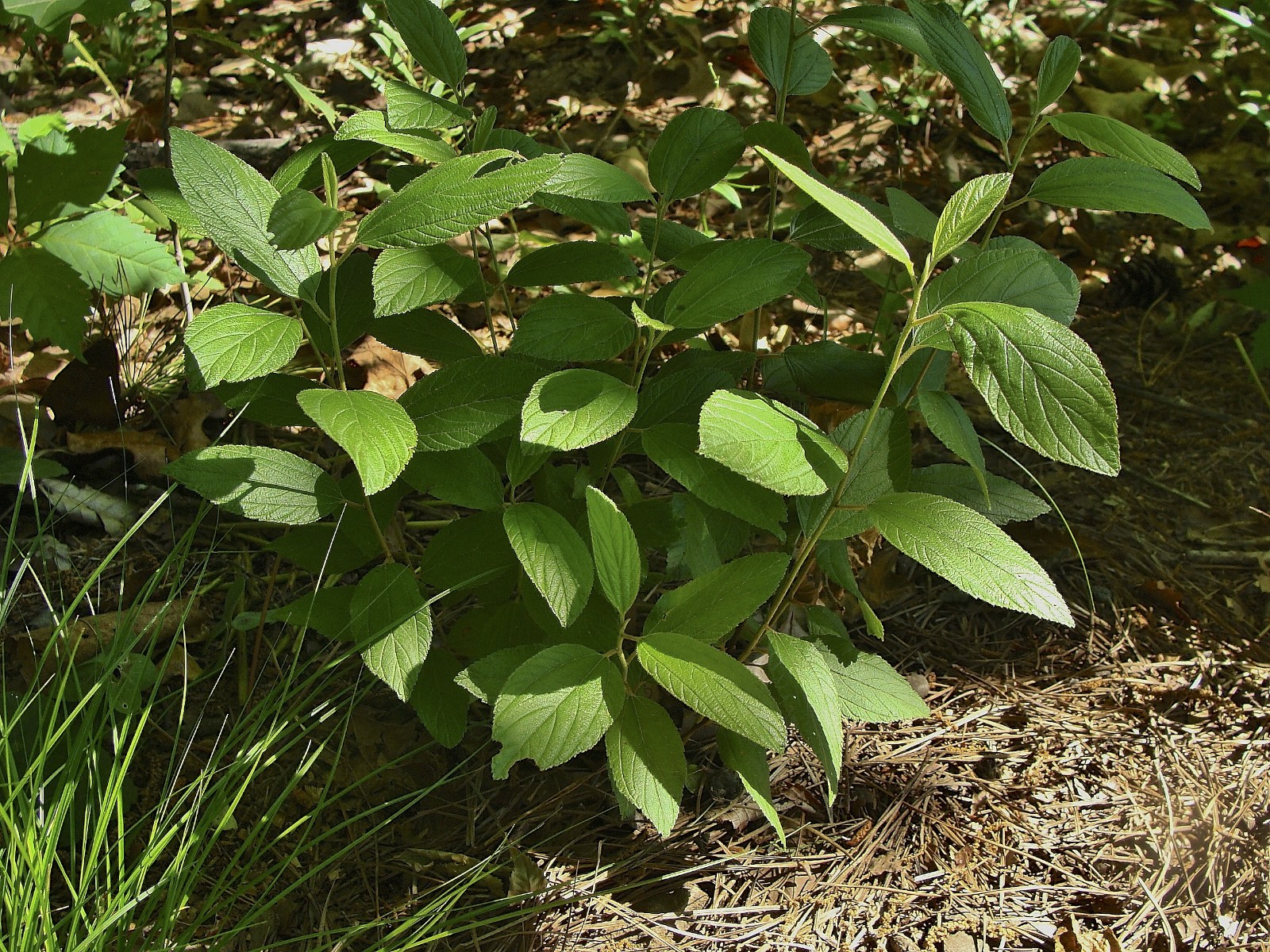 Know Your Natives – New Jersey Tea | Arkansas Native Plant Society