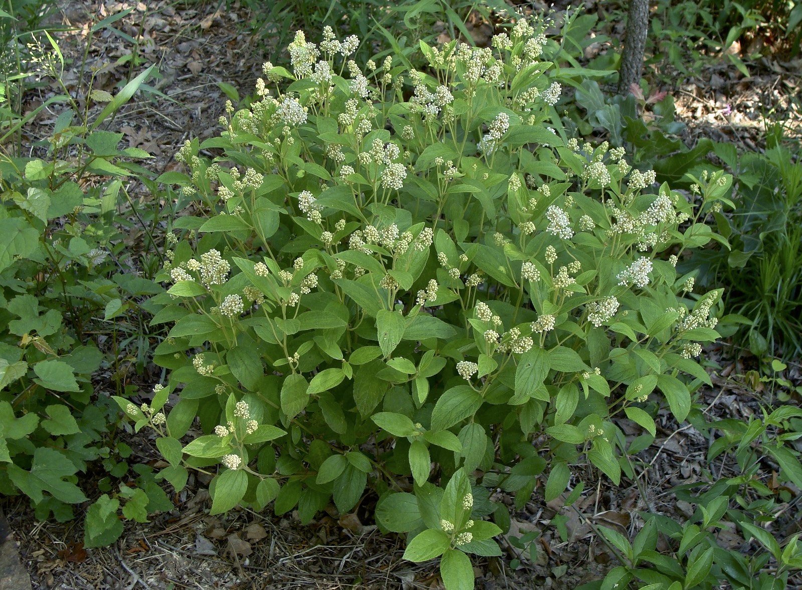 Know Your Natives – New Jersey Tea | Arkansas Native Plant Society