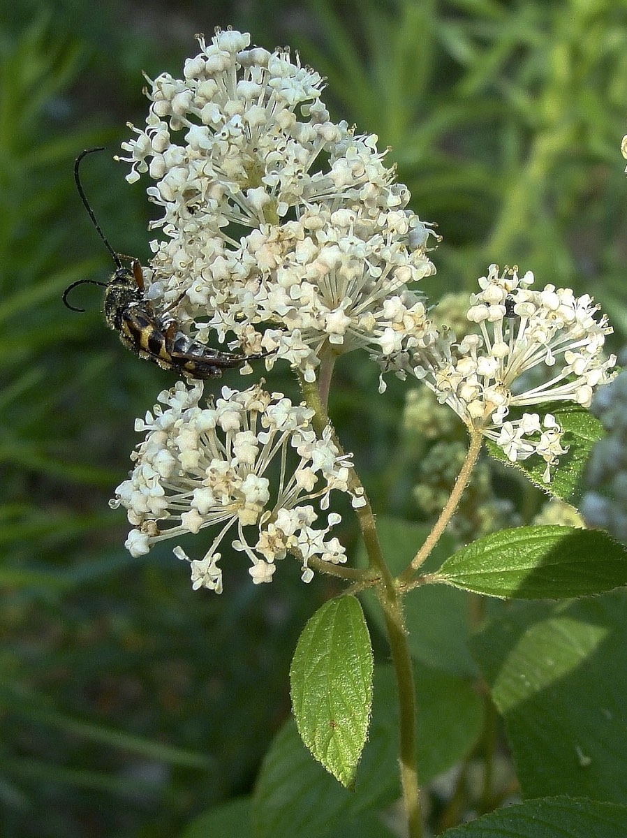 Know Your Natives – New Jersey Tea | Arkansas Native Plant Society