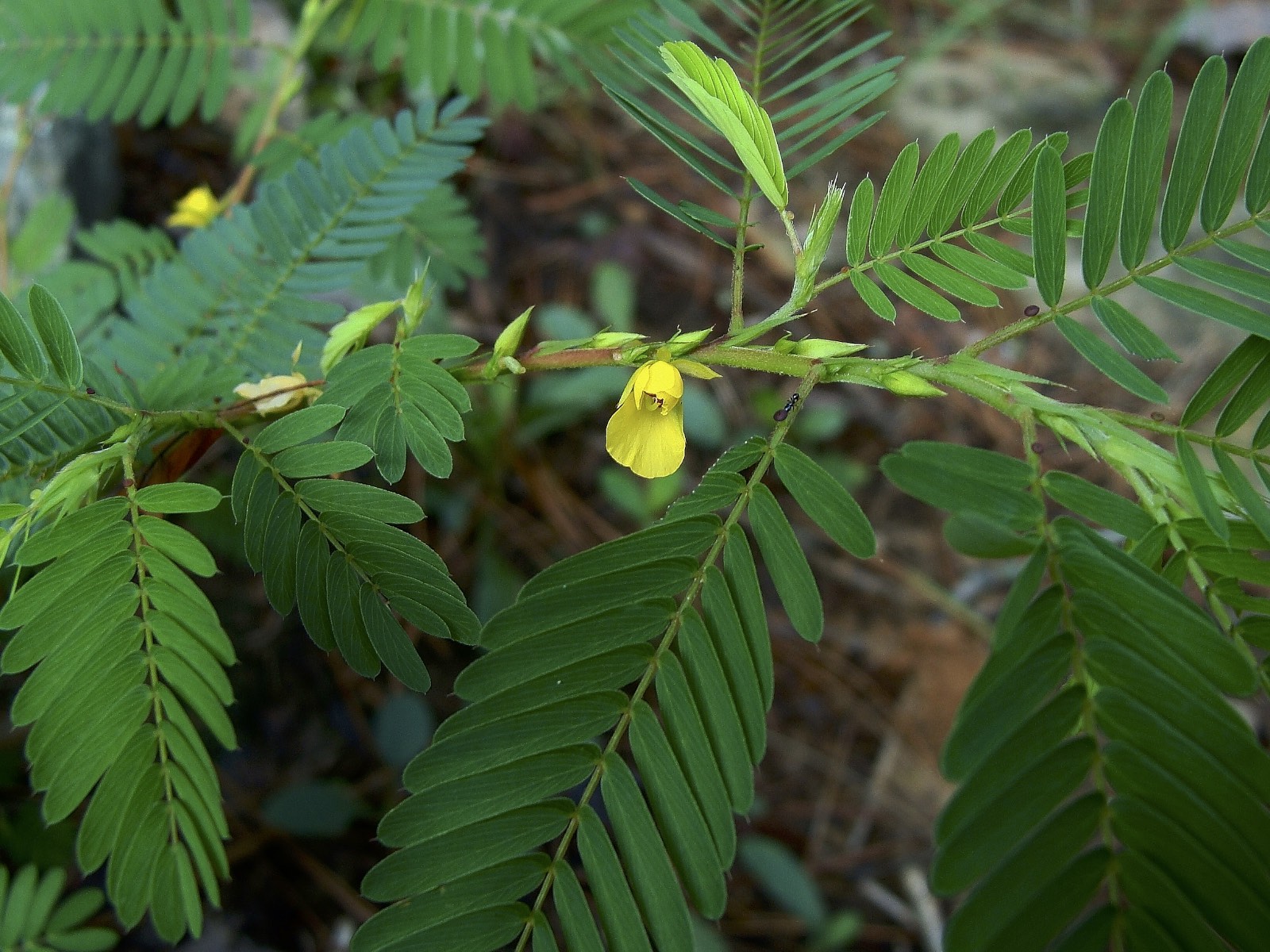 Know Your Natives – Showy Partridge Pea | Arkansas Native Plant Society