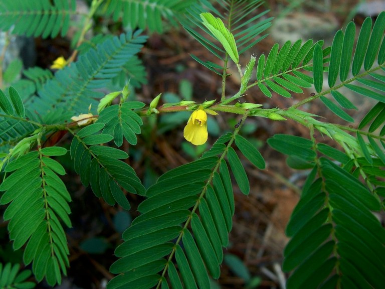 Know Your Natives – Showy Partridge Pea | Arkansas Native Plant Society