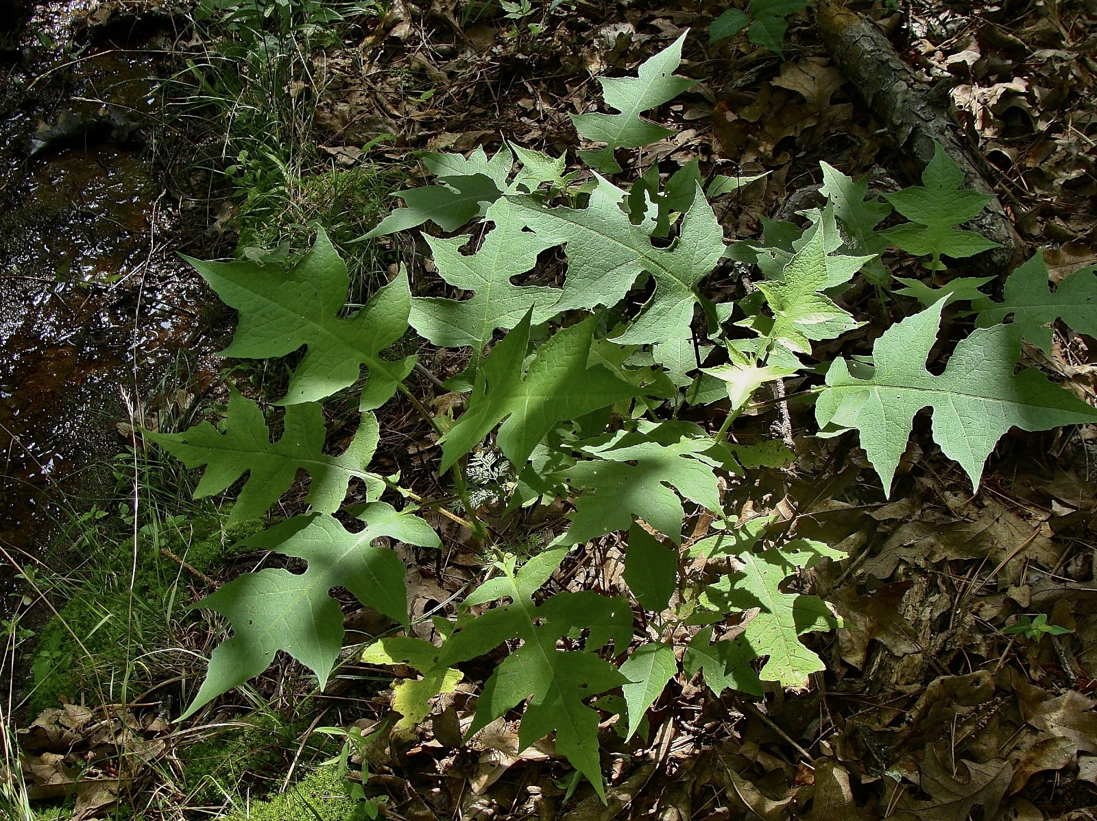 Know Your Natives – White Leafcup | Arkansas Native Plant Society