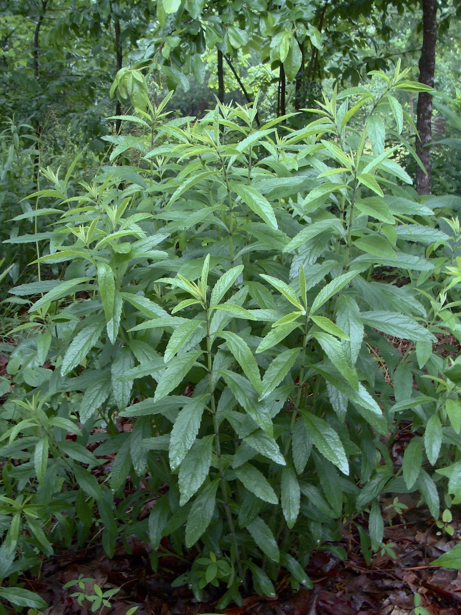 Know Your Natives – Blue Sage | Arkansas Native Plant Society