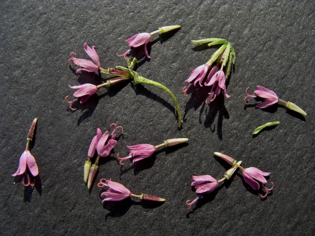 Know Your Natives – Palafoxia | Arkansas Native Plant Society